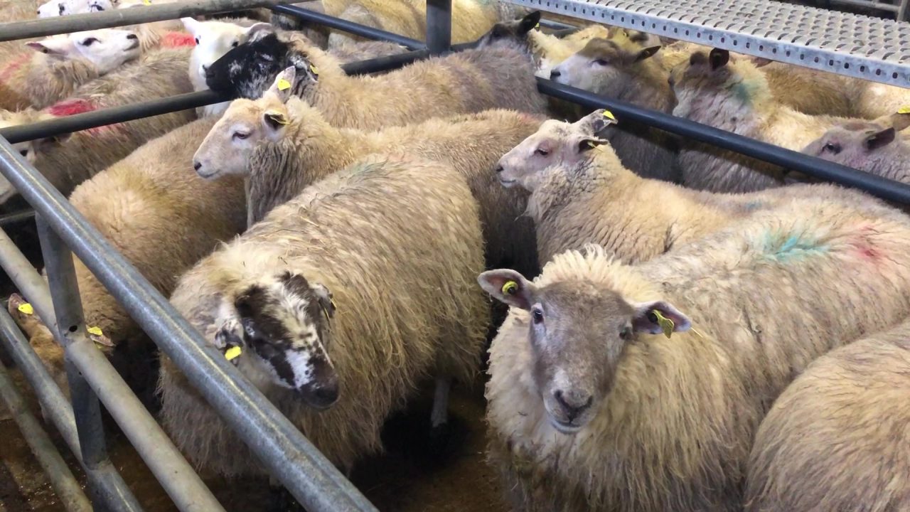 58kg hoggets hit €164/head at Corrin Mart on Monday - Agriland.ie