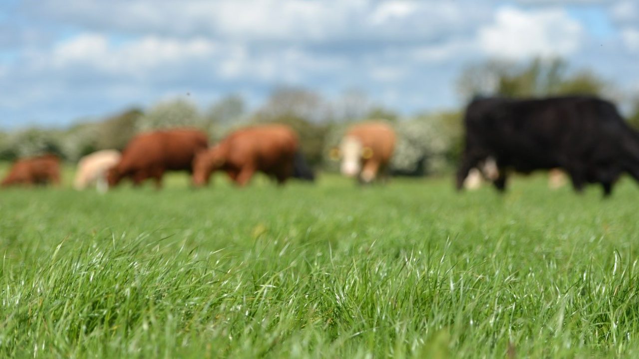 Get your grazing plan into action - Agriland.ie