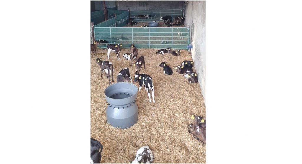 Heifer rearing focus is cornerstone to dairy farm expansion in Co ...