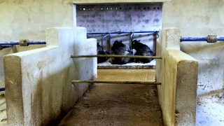 Buildings Focus: Tying in a new cubicle shed with 2 existing sheds to ...