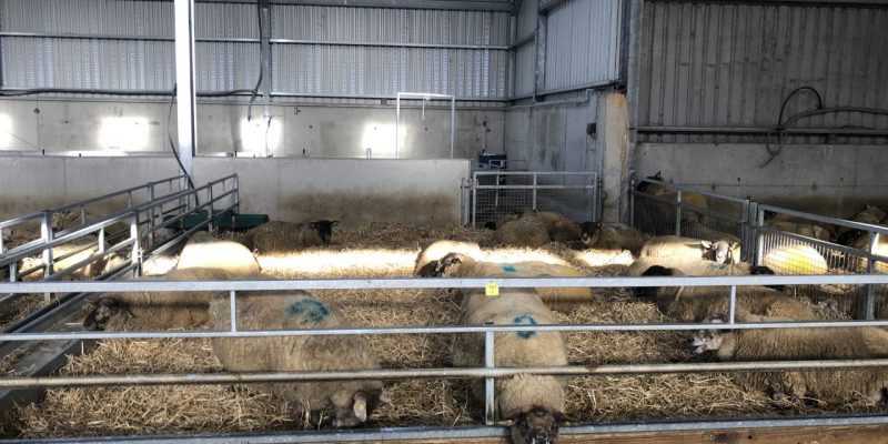 Twin lamb disease: What can I do to avoid this occurring? - Agriland.ie