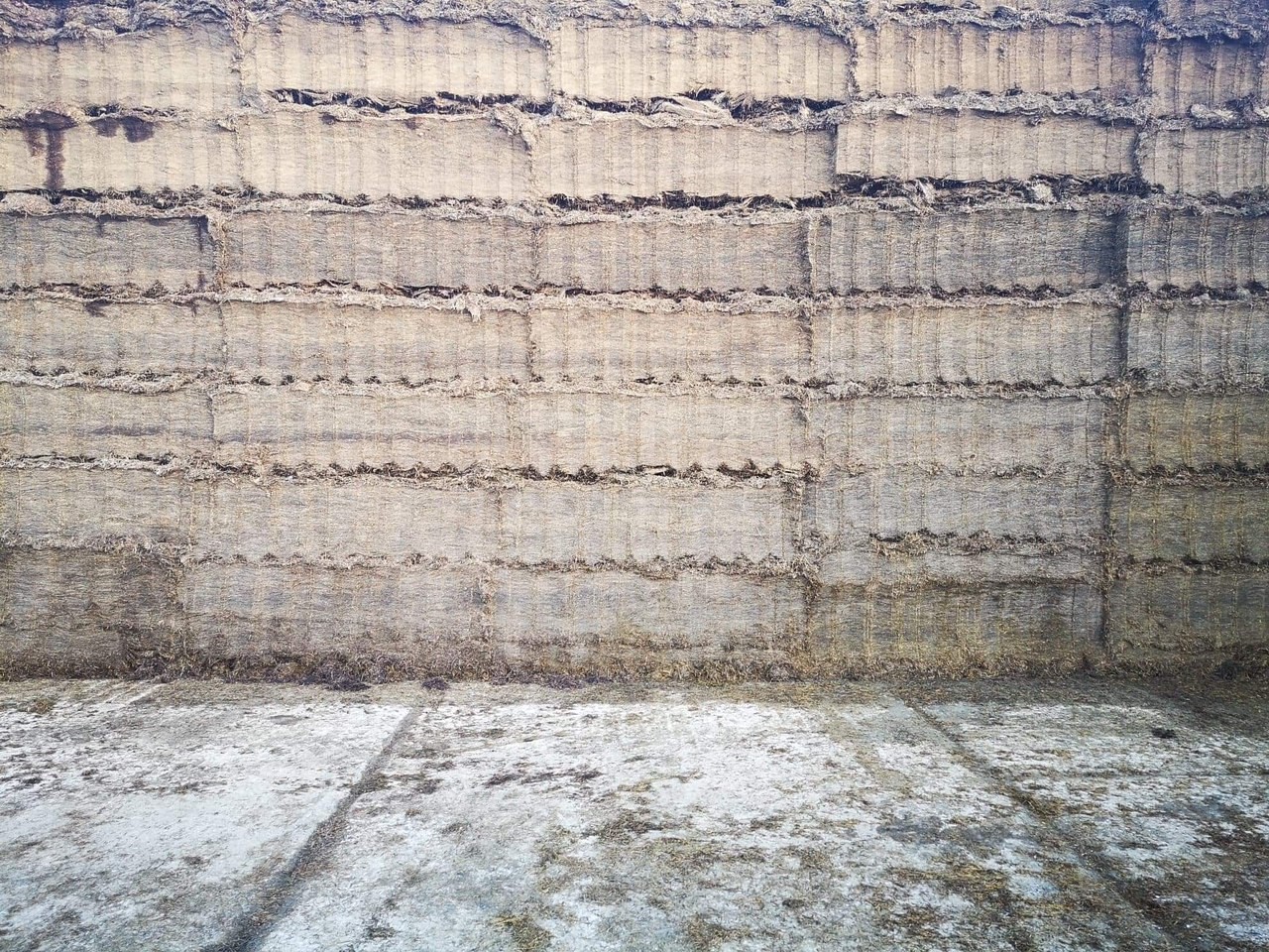 Good silage fermentation performs much of the work of digestion ...