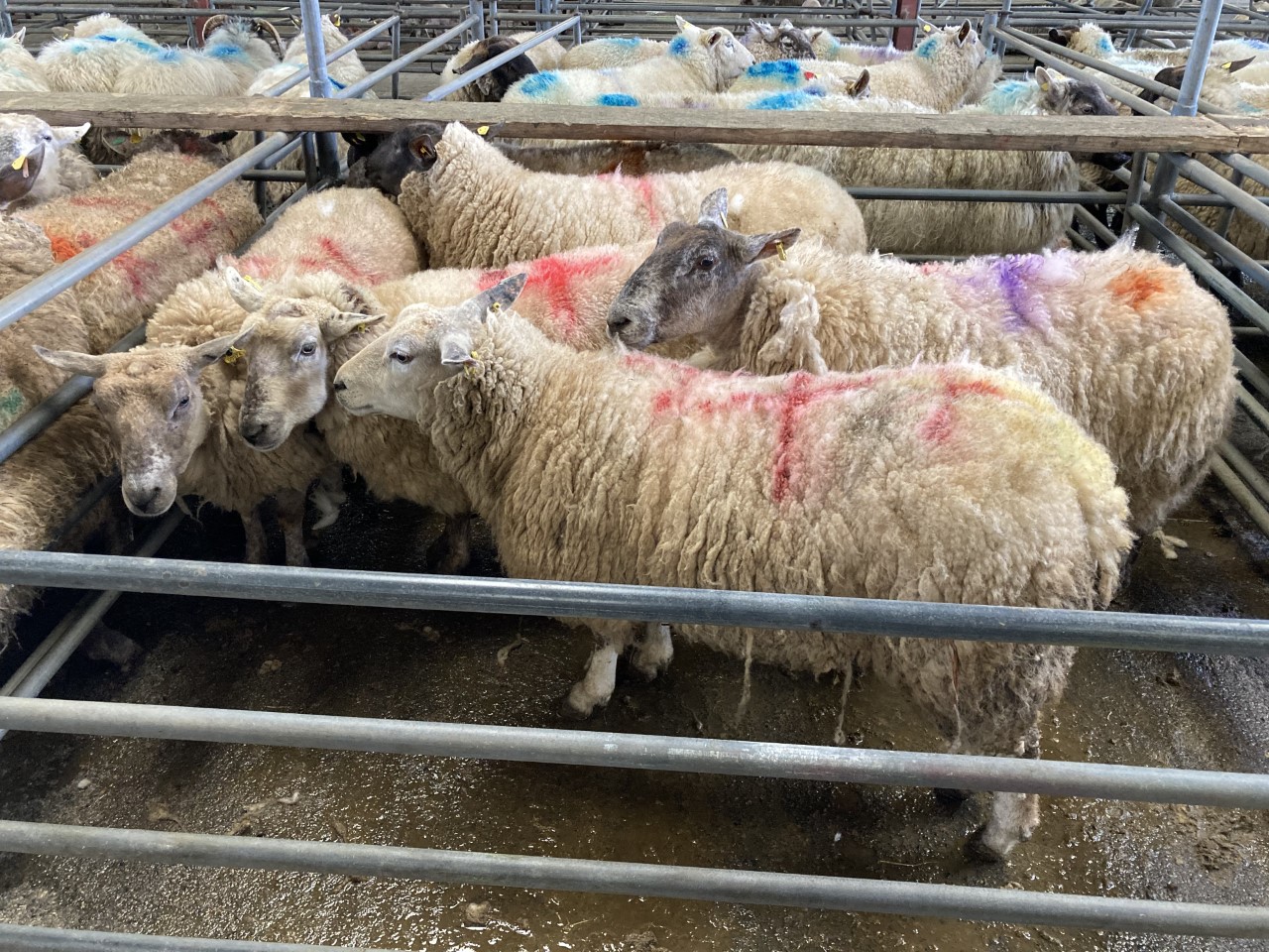 Pics from the mart: Cull ewes and ewes with lambs at foot stand out at ...