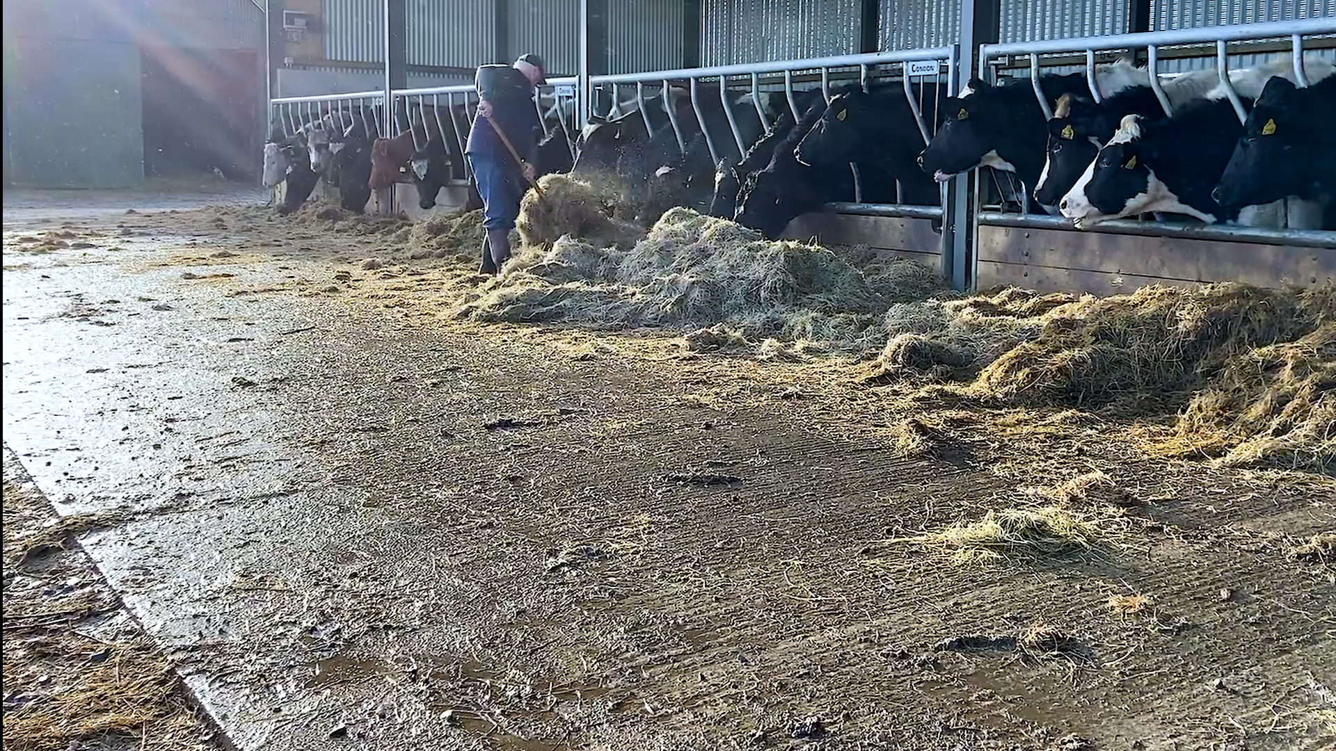 A new 5-bay slatted unit for an expanding beef finishing enterprise in ...