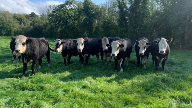 Beef kill: Numbers high despite short week's kill - Agriland.ie