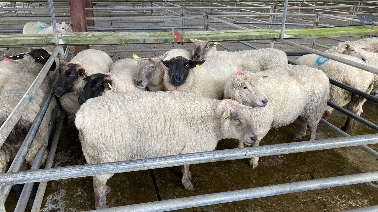 Sheep marts: Cull ewes grab the headlines, as small numbers of spring ...