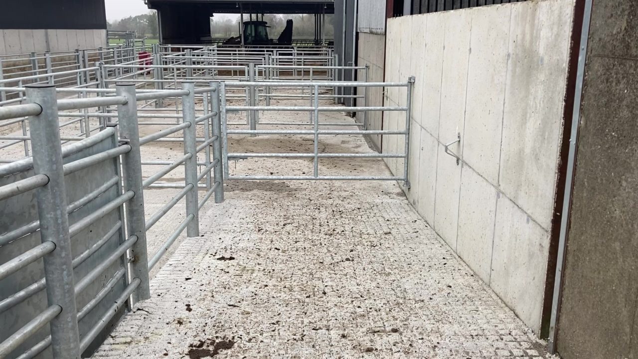 Buildings Focus: A loose shed and a top class handling facility in Co ...