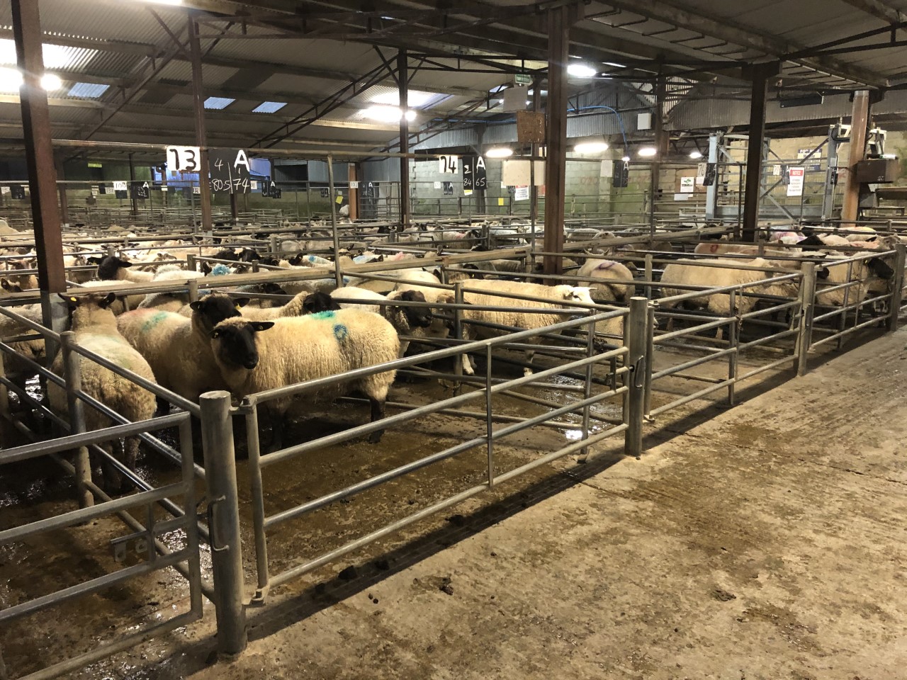 Pics from the mart: Hoggets sell up to €170/head at Tuam Mart - Agriland.ie