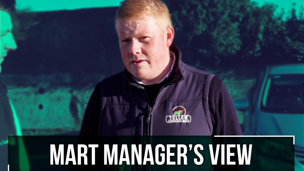 Spring lambs top €190/head at Tullow Mart - Agriland.ie