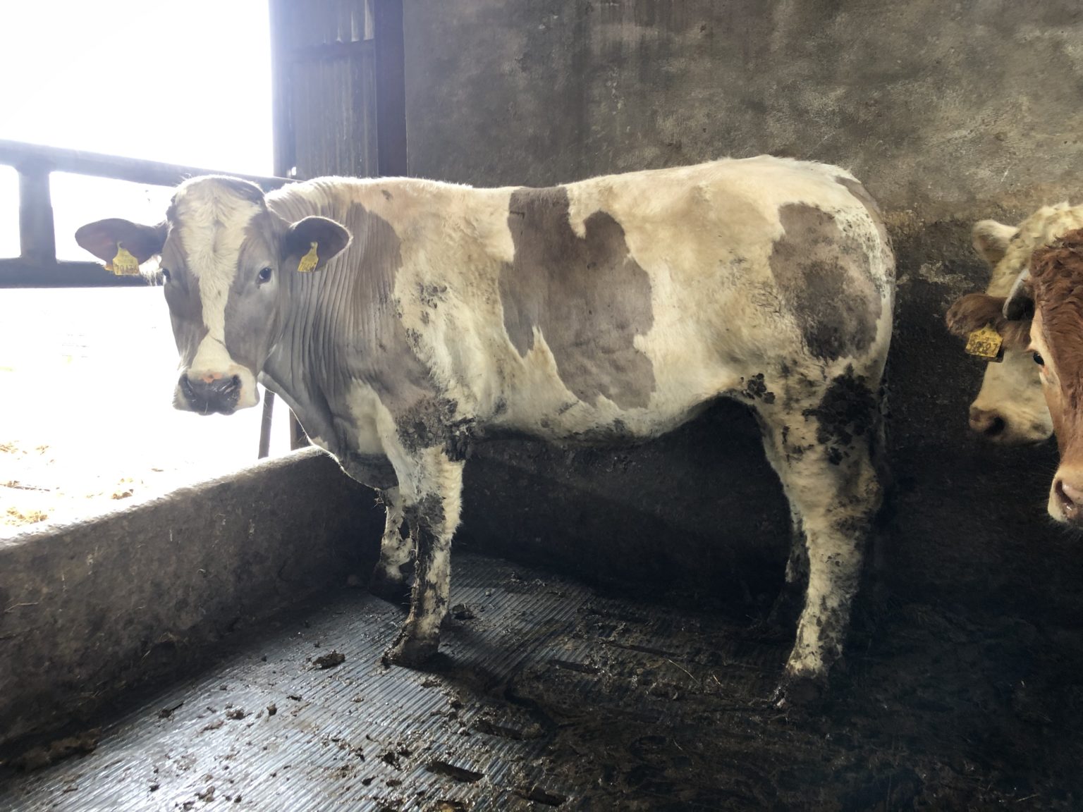 Beef Focus: Buying and finishing continental bullocks in Co. Galway