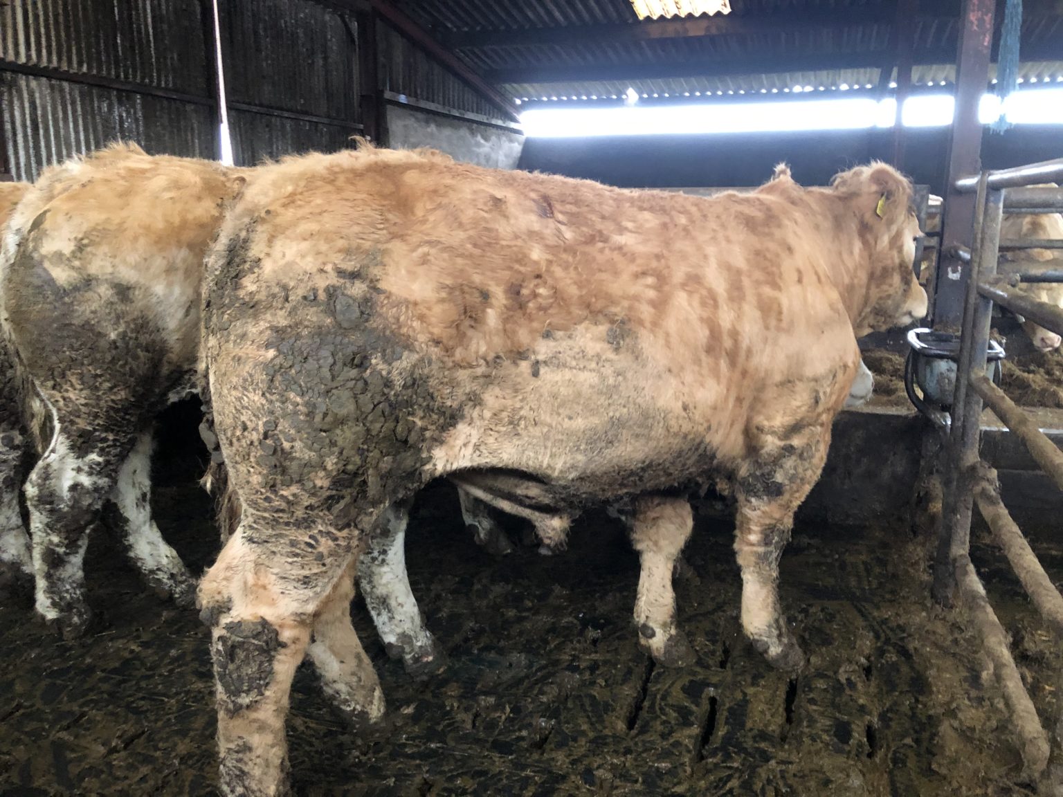 Beef Focus: Buying and finishing continental bullocks in Co. Galway