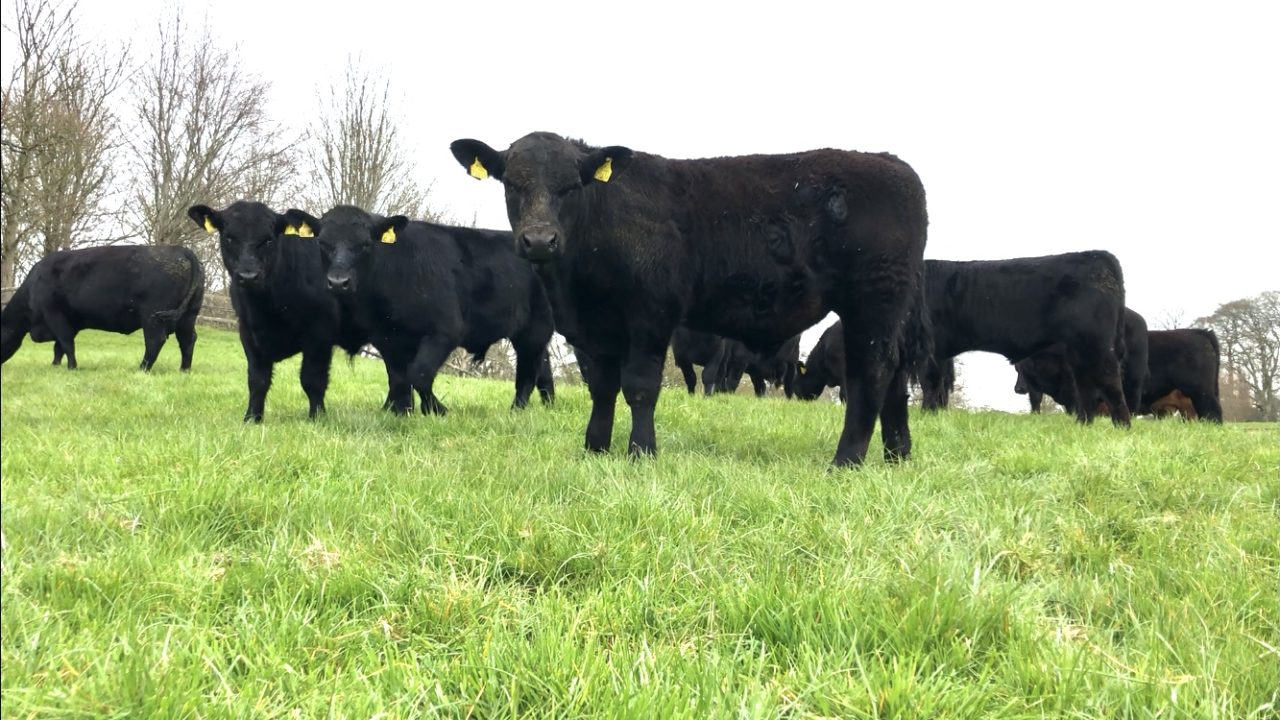 Beef Focus: Managing 180 pedigree cows at Gigginstown Angus - Agriland.ie