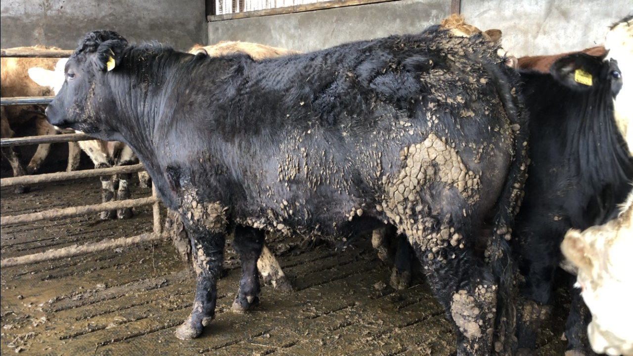 Beef Focus: Buying and finishing continental bullocks in Co. Galway