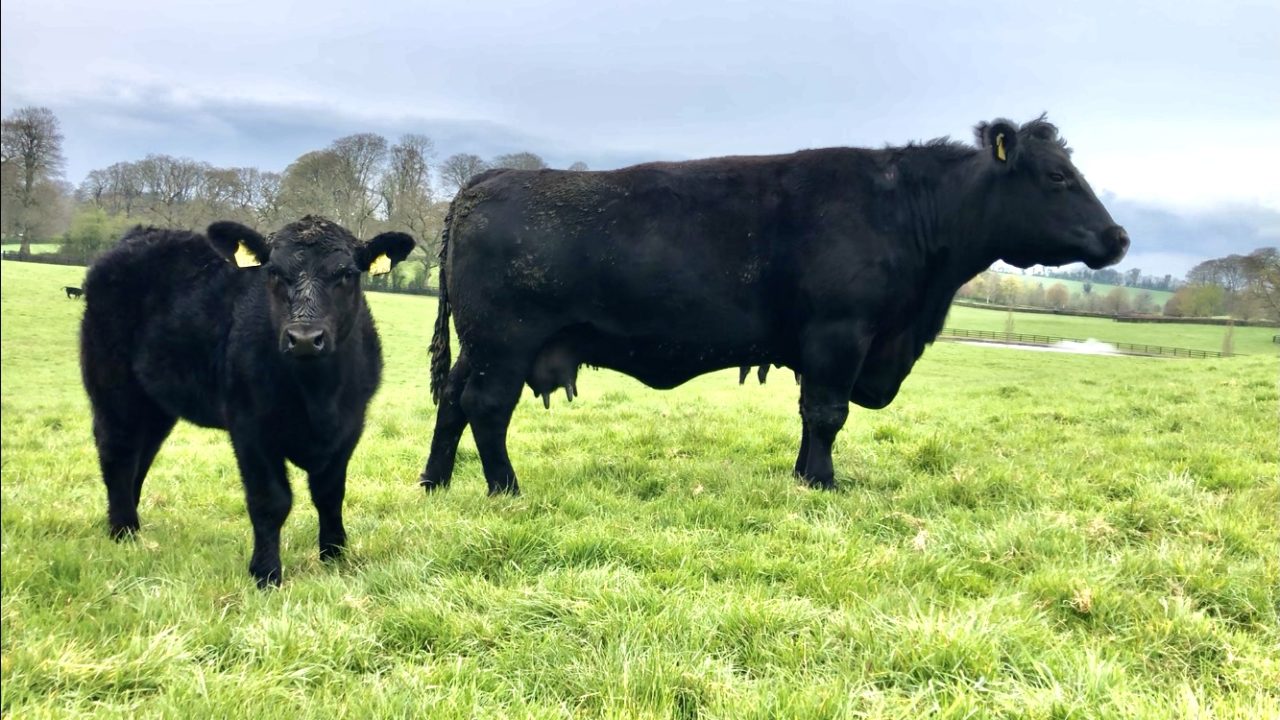 Beef Focus: Managing 180 pedigree cows at Gigginstown Angus - Agriland.ie