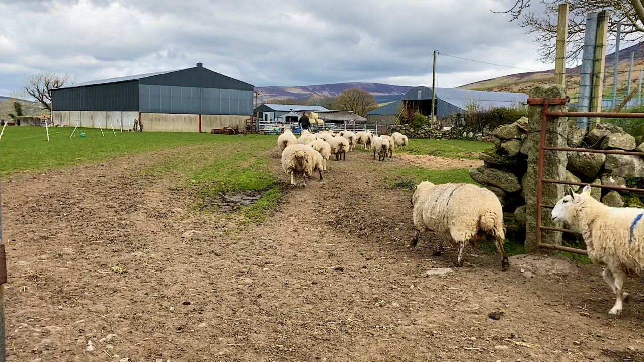 Cases of virus causing cancer OPA being seen more on sheep farms