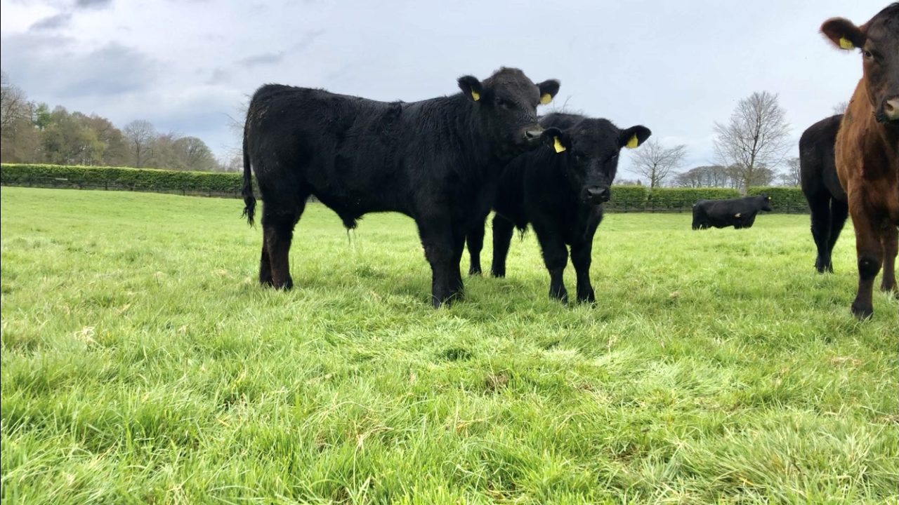 Beef Focus: Managing 180 pedigree cows at Gigginstown Angus - Agriland.ie