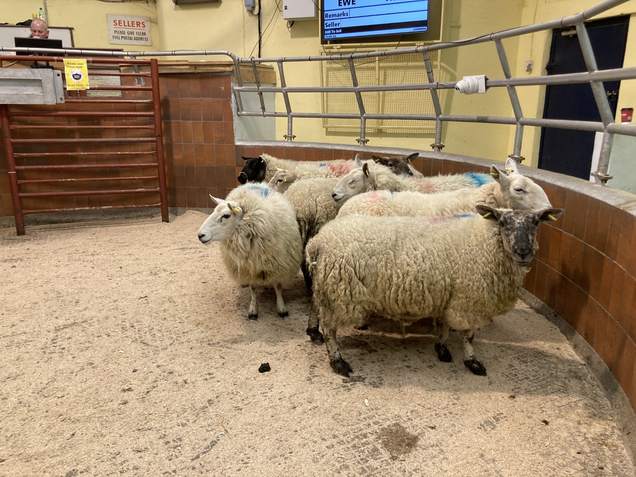 Mart pics: Spring lambs an easier trade at Blessington Mart on Tuesday