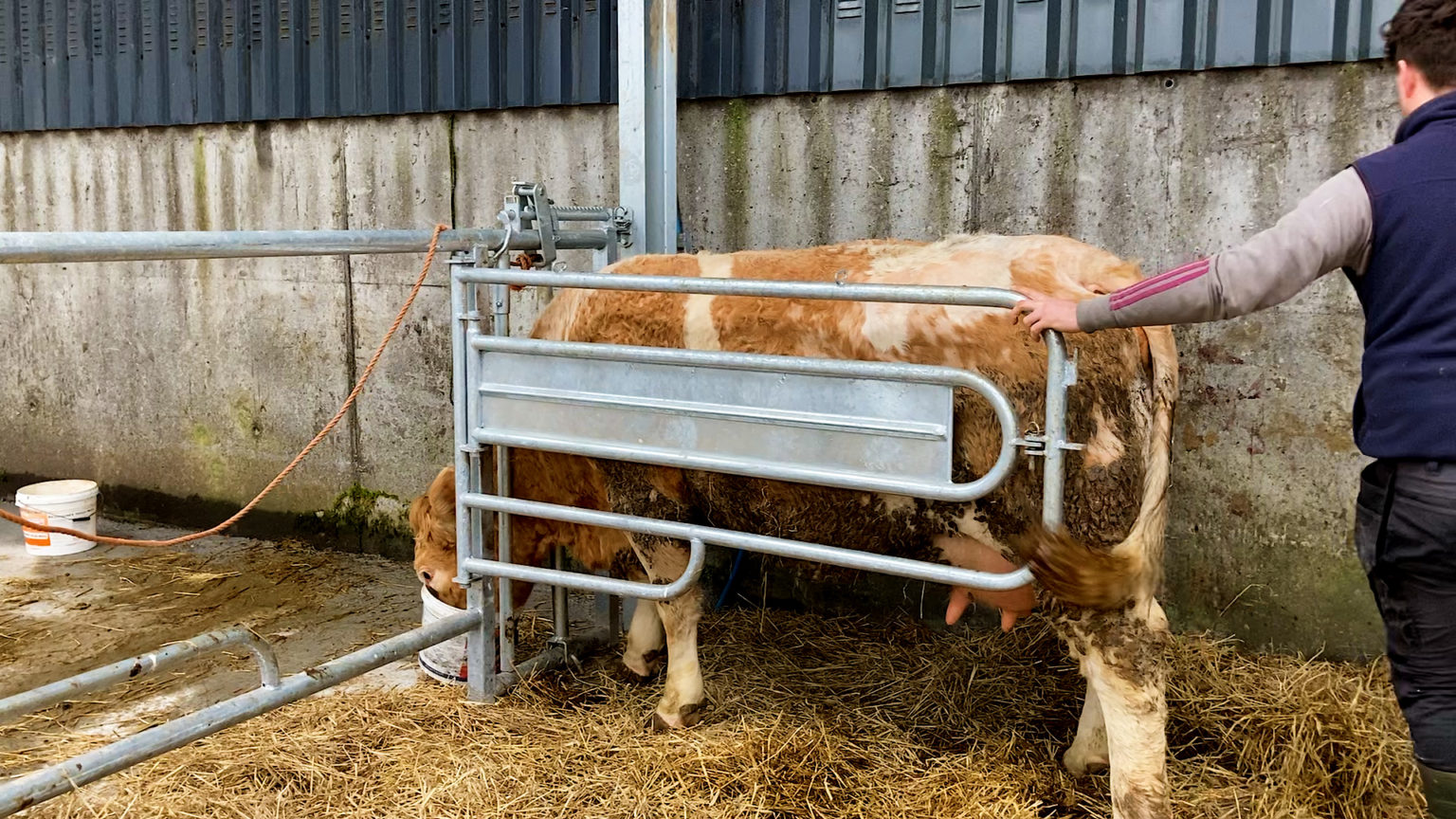 Buildings Focus: 4-bay suckler unit with a creep and calving area
