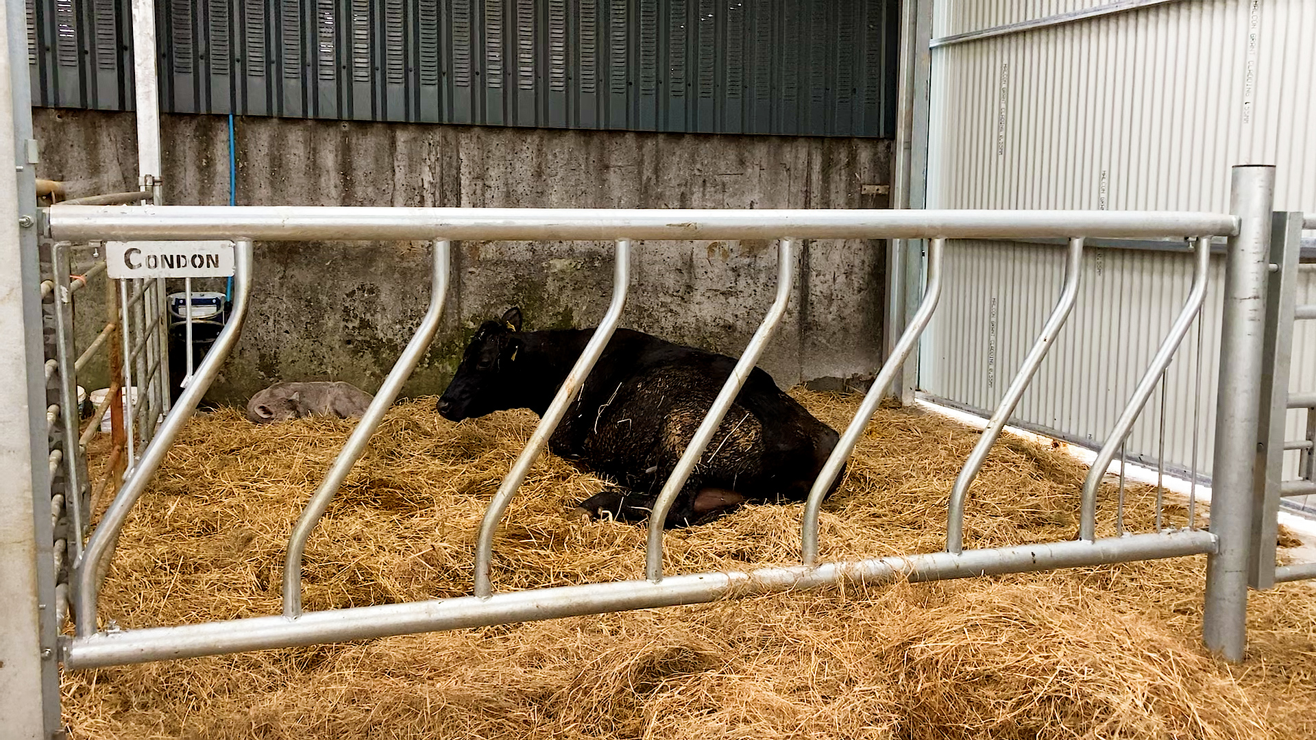 Buildings Focus: 4-bay suckler unit with a creep and calving area