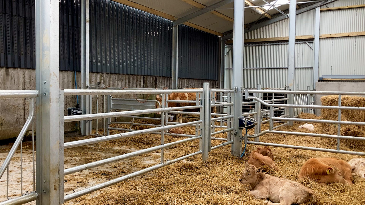 Buildings Focus: 4-bay suckler unit with a creep and calving area