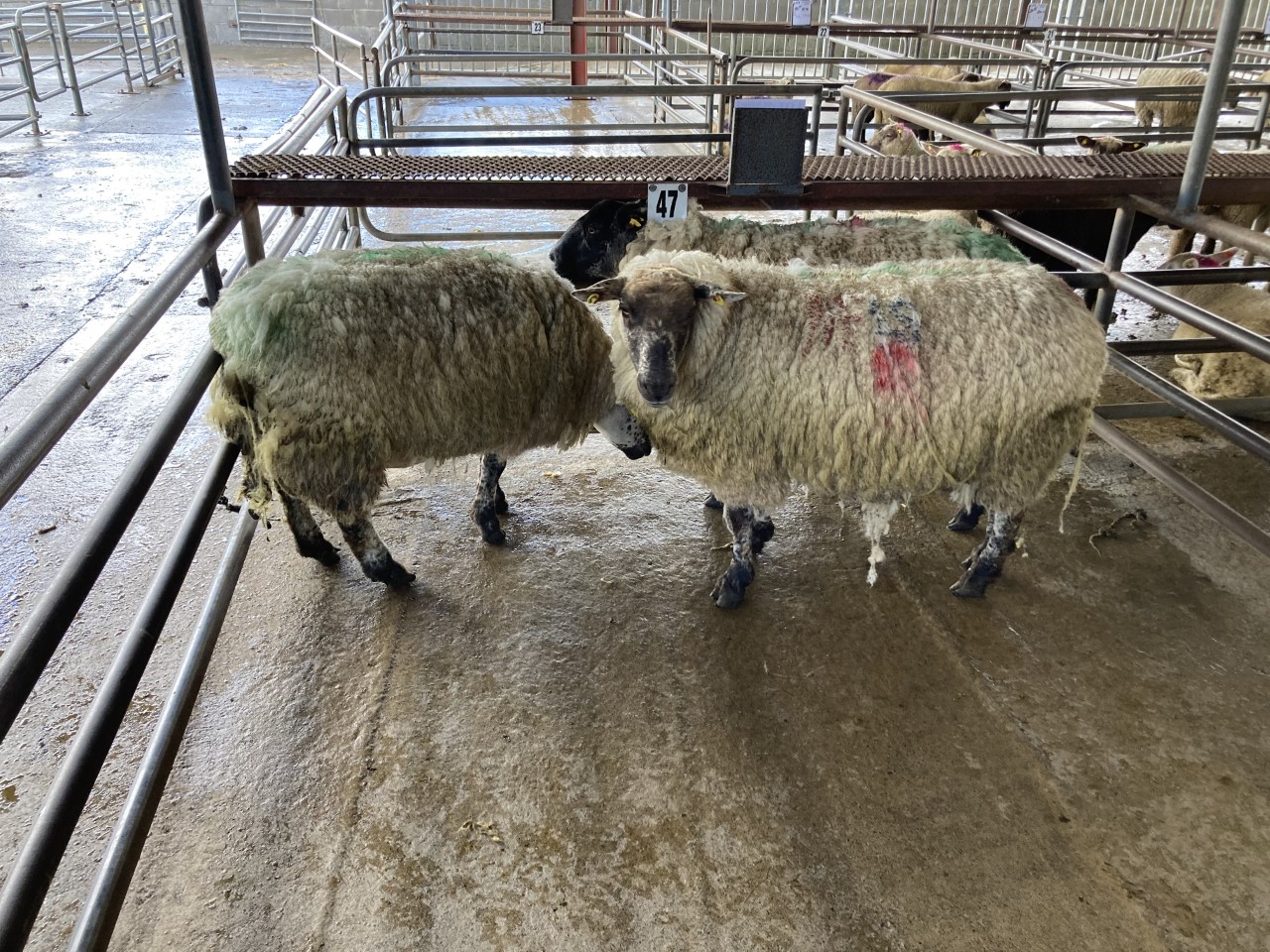 Mart pics: Spring lambs make up to €160/head at Roscommon Mart