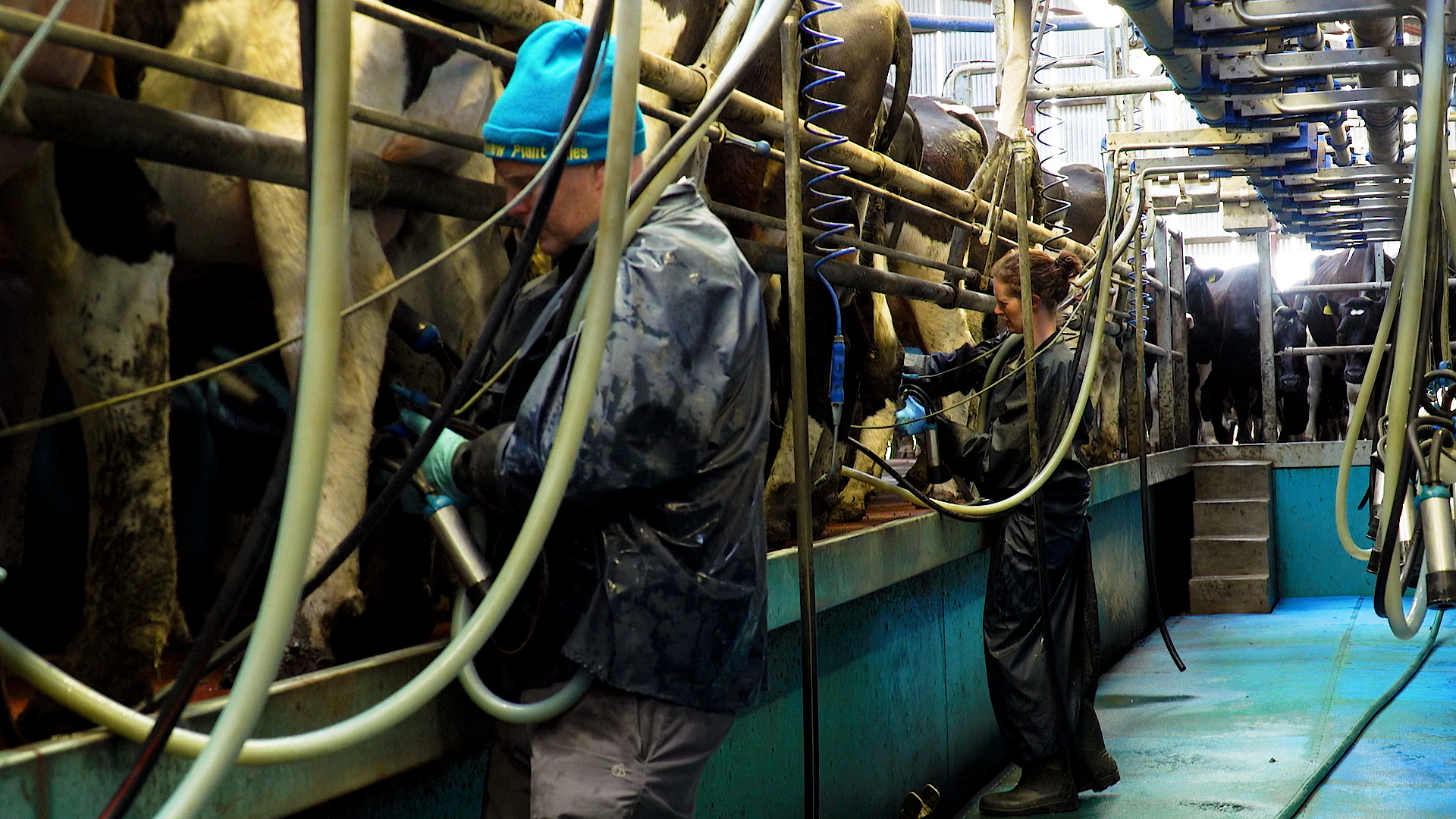 Dairy Focus: Chair of Lakeland Dairies and Louth dairy farmer - Agriland.ie