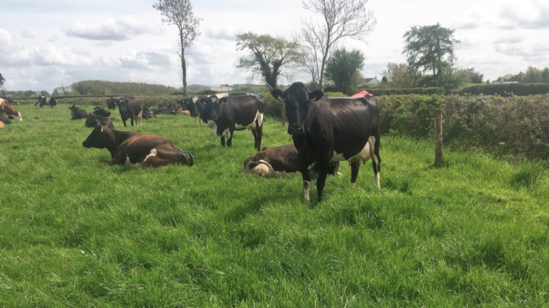 What were the top bulls used this breeding season? - Agriland.ie