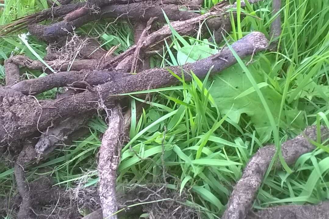 Asulam granted emergency authorisation in UK for 2021 - Agriland.ie