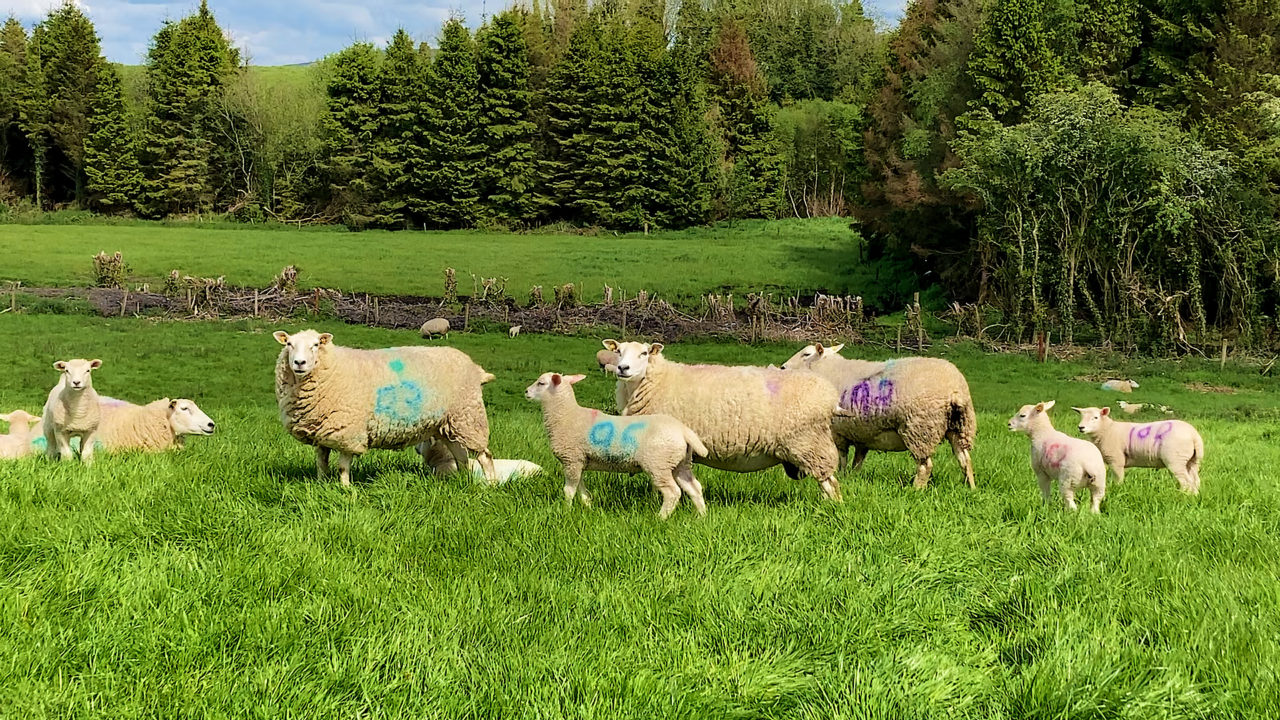 Sheep Focus: Building up a flock of 300 purebred Lleyn ewes in the ...