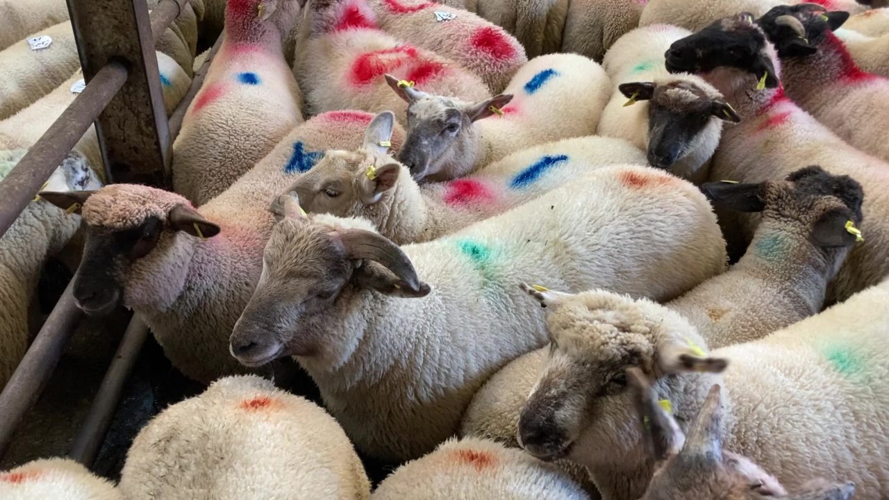 Sheep trade: Factories continue to pull lamb prices