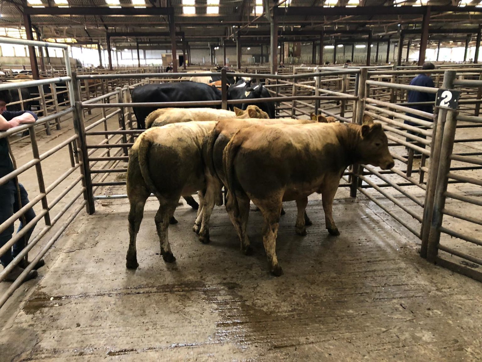 Pics and prices: Heifers and bullocks at Enniscorthy Mart - Agriland.ie