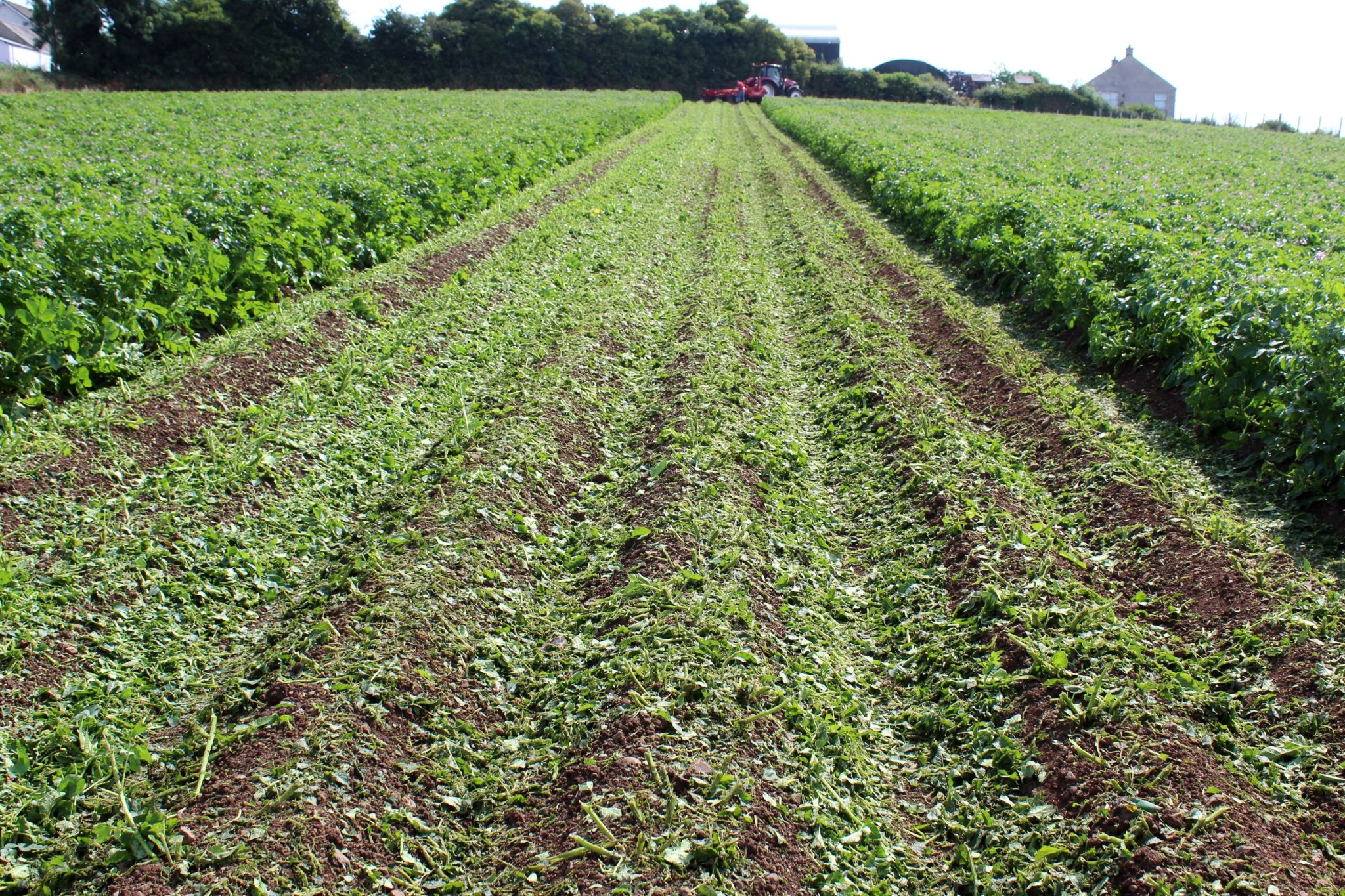 FAO: Doubling global potato production in 10 years is possible ...