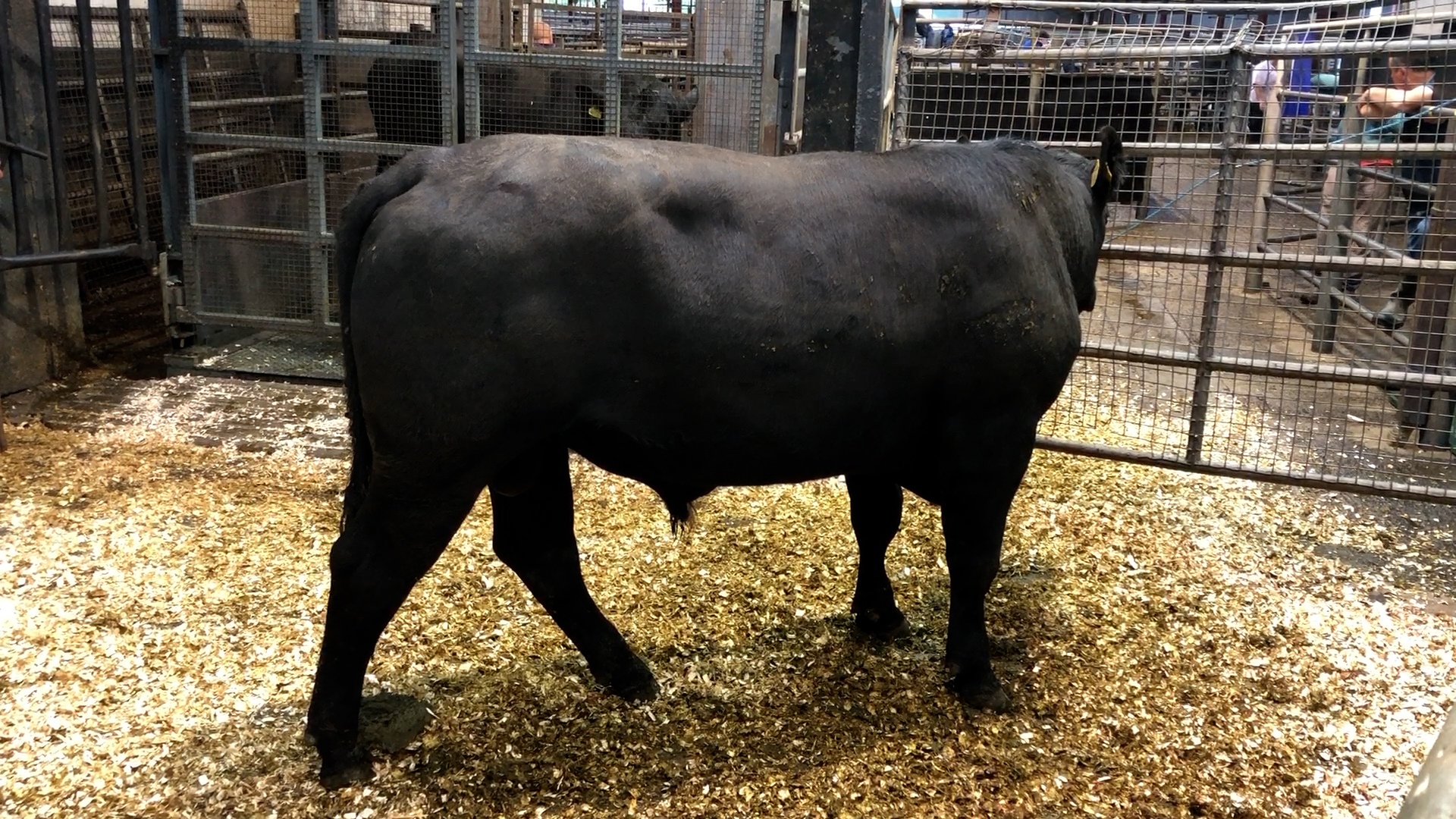 Carnaross Mart July 27th 2021 - Bull Sale - Agriland.ie