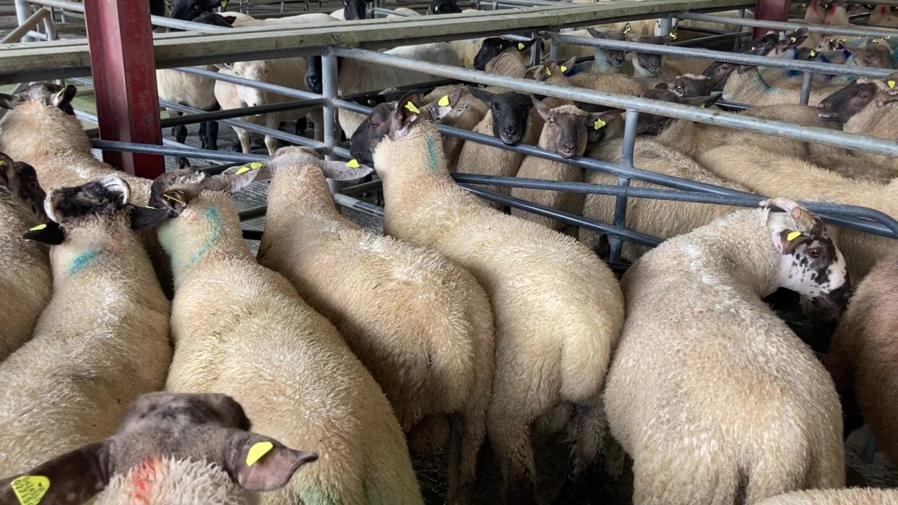 Northern sheep trade: Lamb prices strengthen over the past week