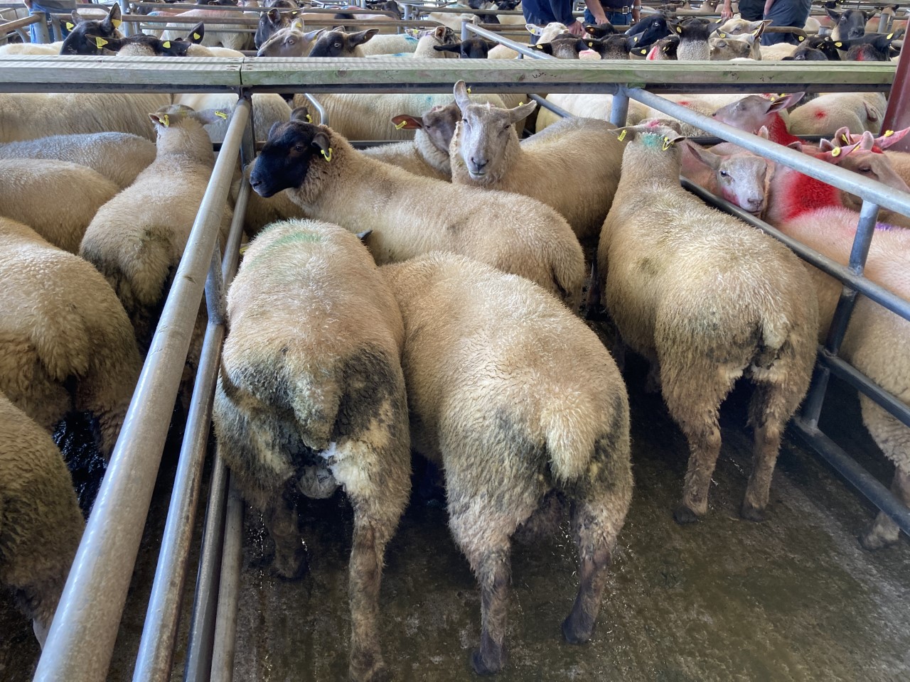 Pics and prices: Heavy lambs and ewe lambs catch the eye at Loughrea