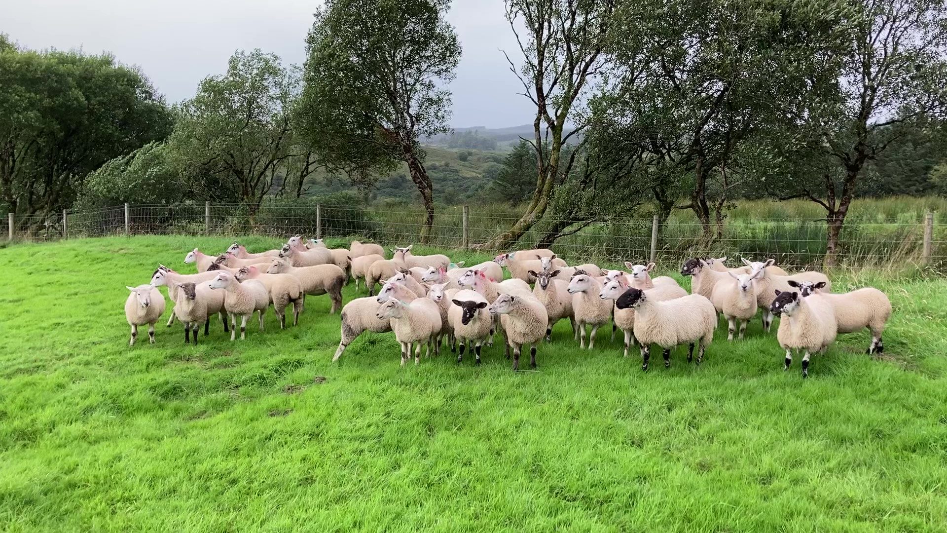 Sheep breeding: What weight should my ewe lambs be at mating time?