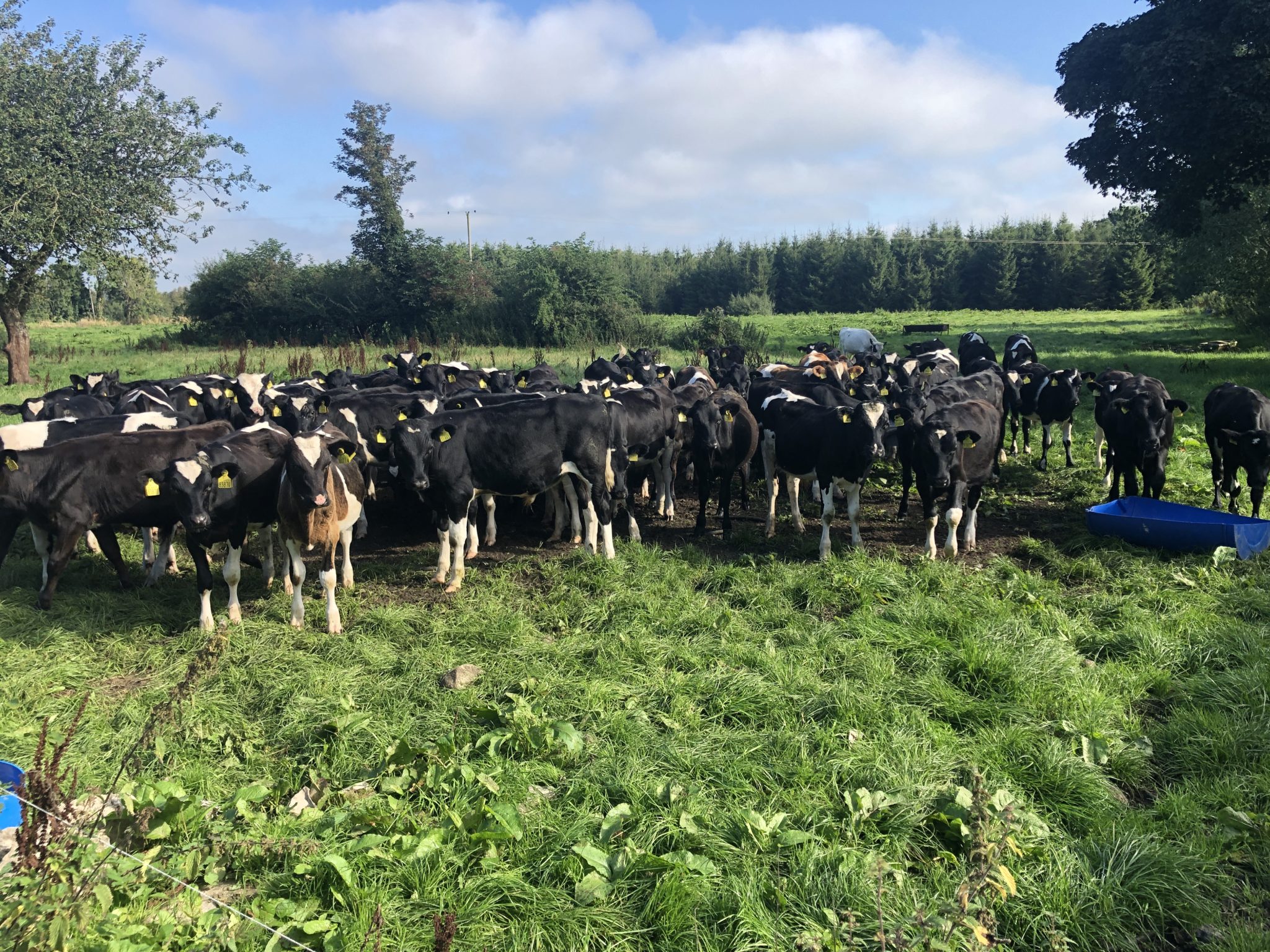 Farmer Phil: His cattle enterprise is this week's Beef Focus