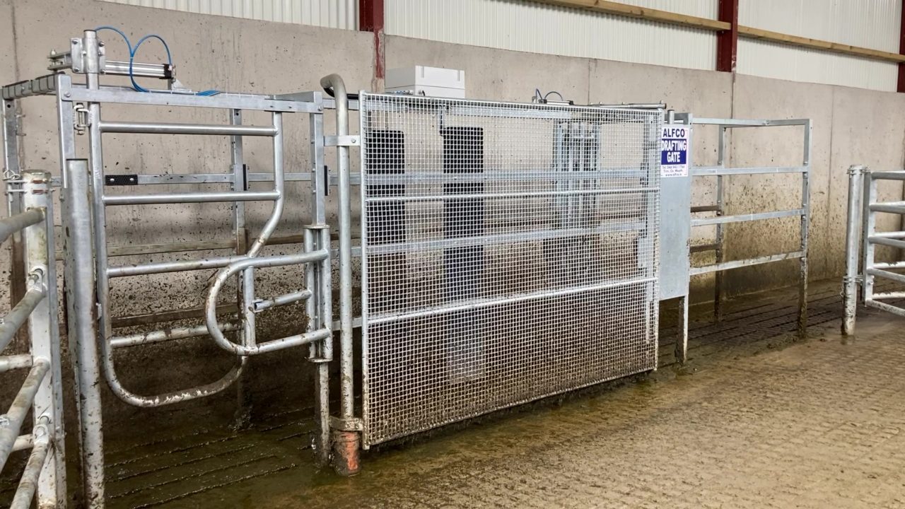 Buildings: Settling in nicely to a new modern dairy unit in Co. Tipperary