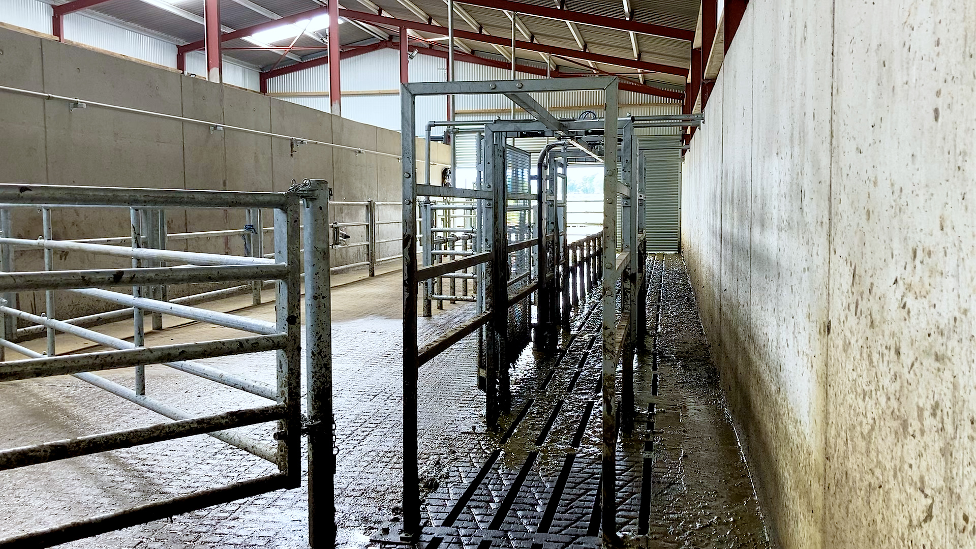 Buildings: Settling in nicely to a new modern dairy unit in Co. Tipperary