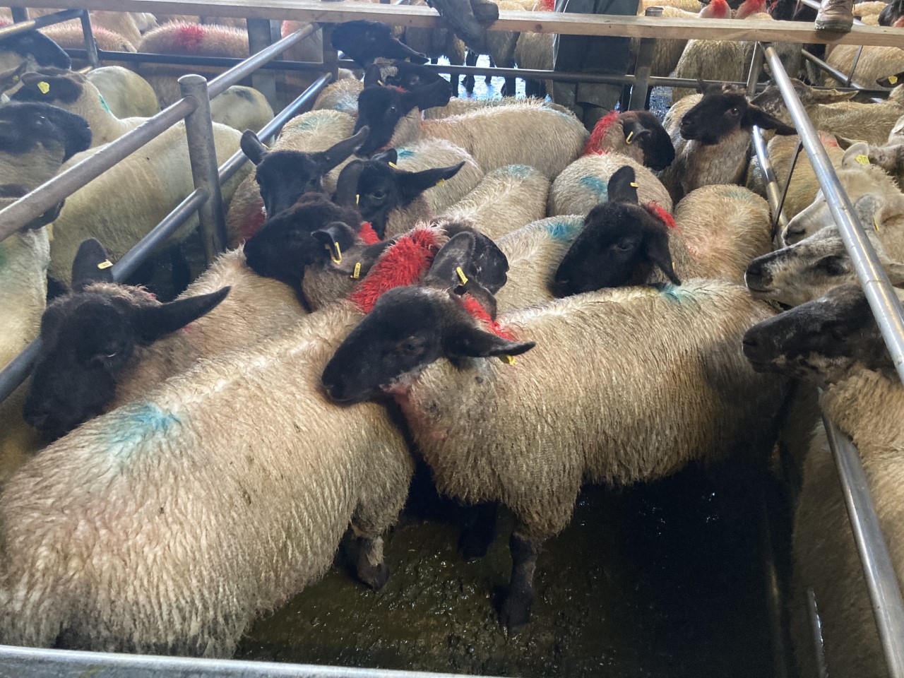 Pics and prices: Brisk trade for ewe lambs at Tuam Mart