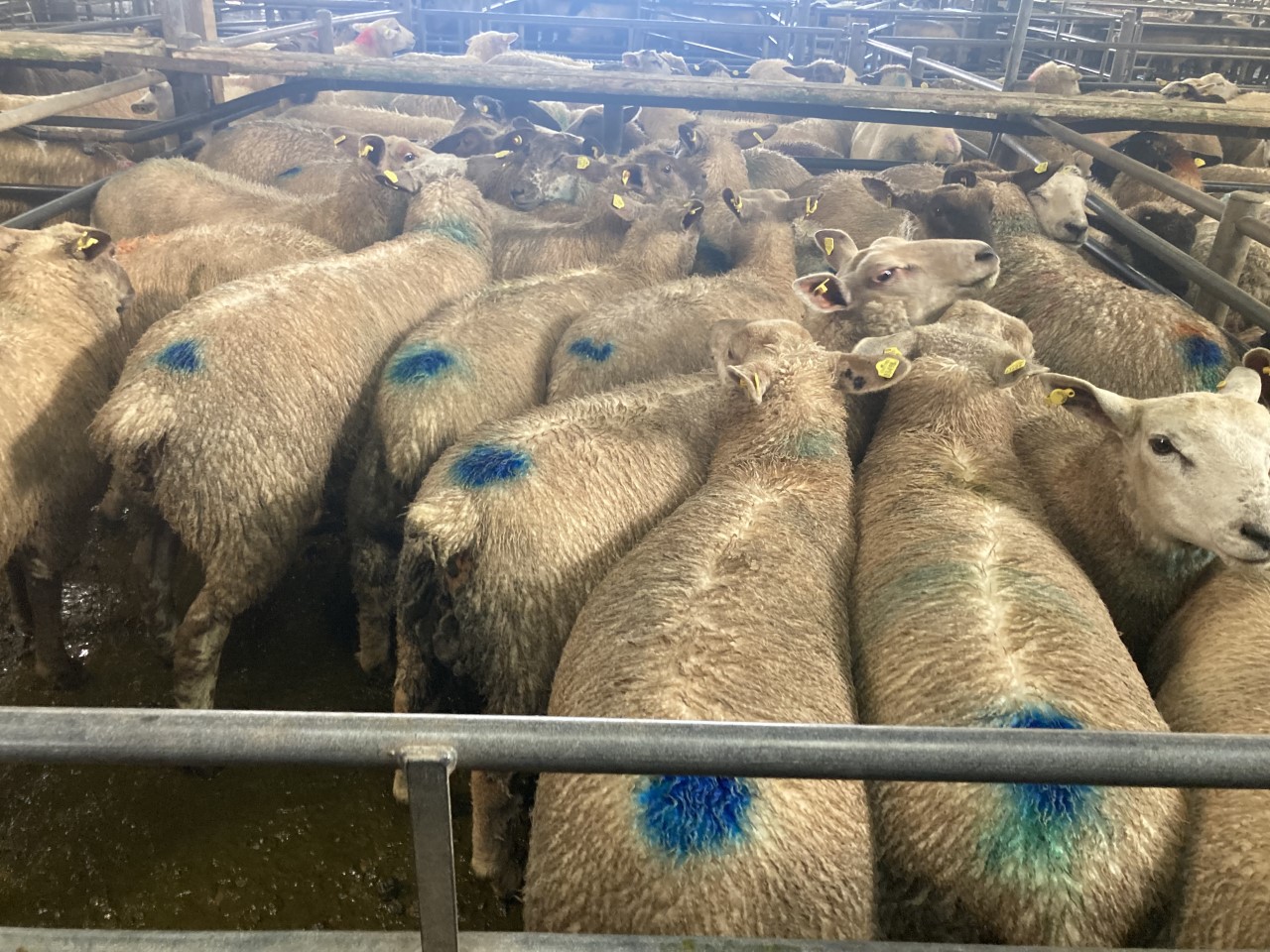 Pics and prices: Brisk trade for ewe lambs at Tuam Mart