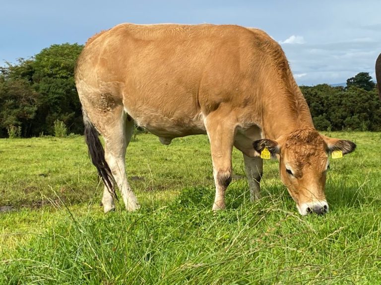 Parthenaise Premier Sale to take place on September 30 - Agriland.ie