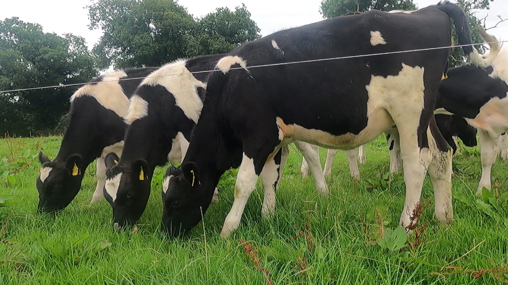 High EBI heifers nationwide at Cashel Mart's virtual sale - Agriland.ie