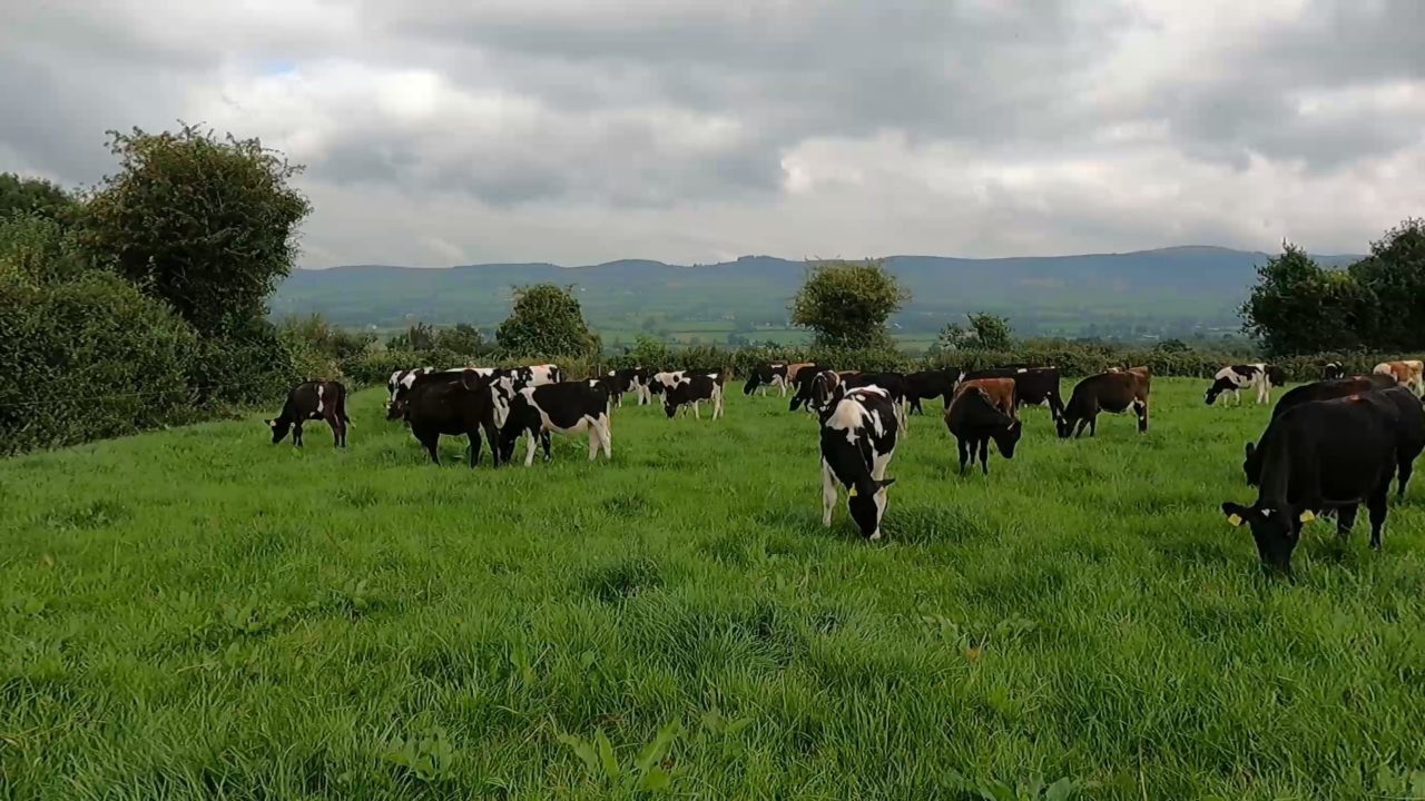 High EBI heifers nationwide at Cashel Mart's virtual sale - Agriland.ie