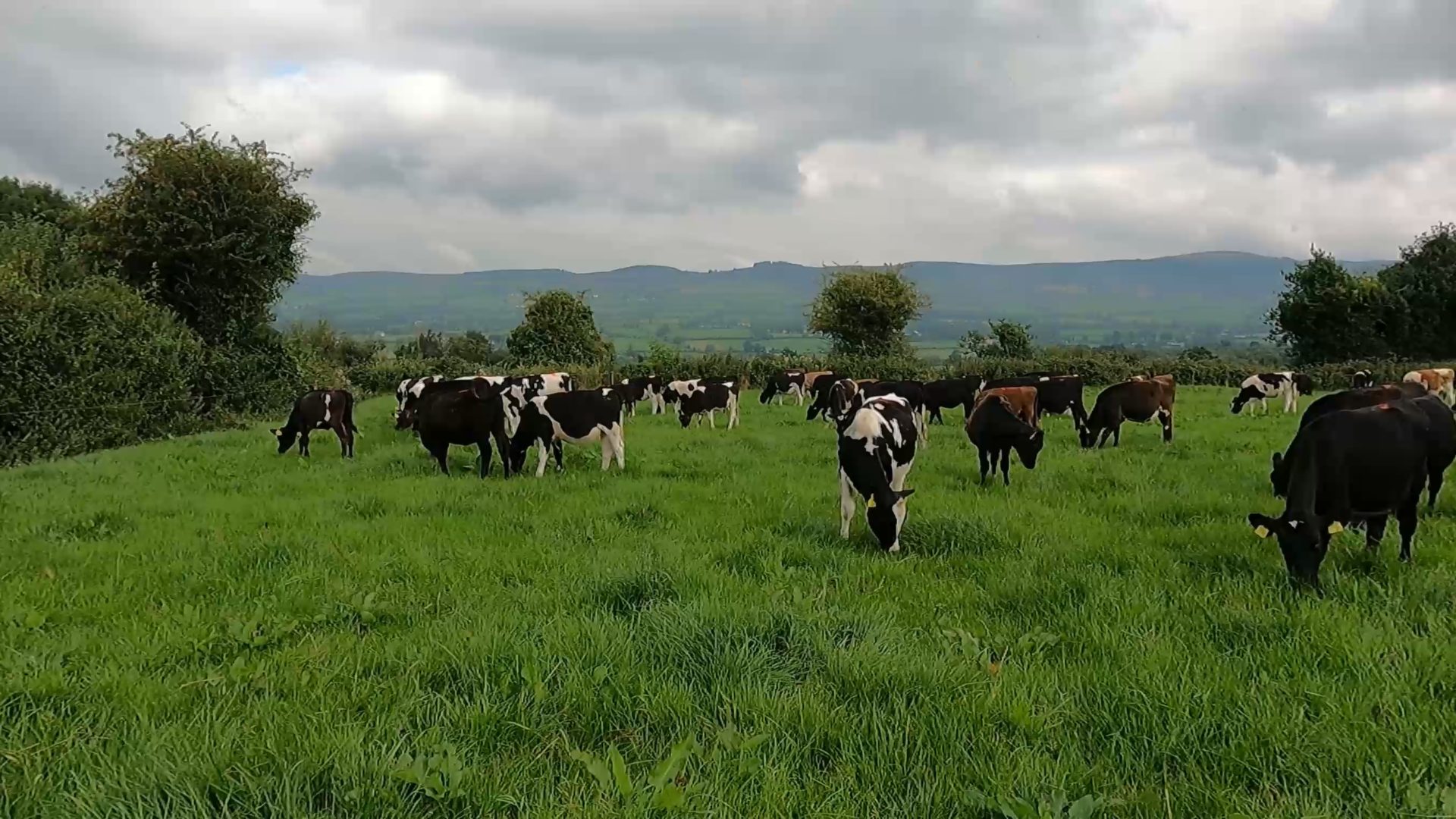 High EBI heifers nationwide at Cashel Mart's virtual sale - Agriland.ie