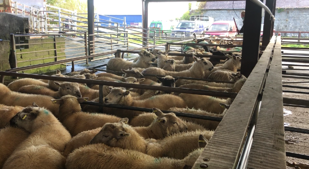 Sheep trade: Lamb prices see 5-10c/kg lift - Agriland.ie