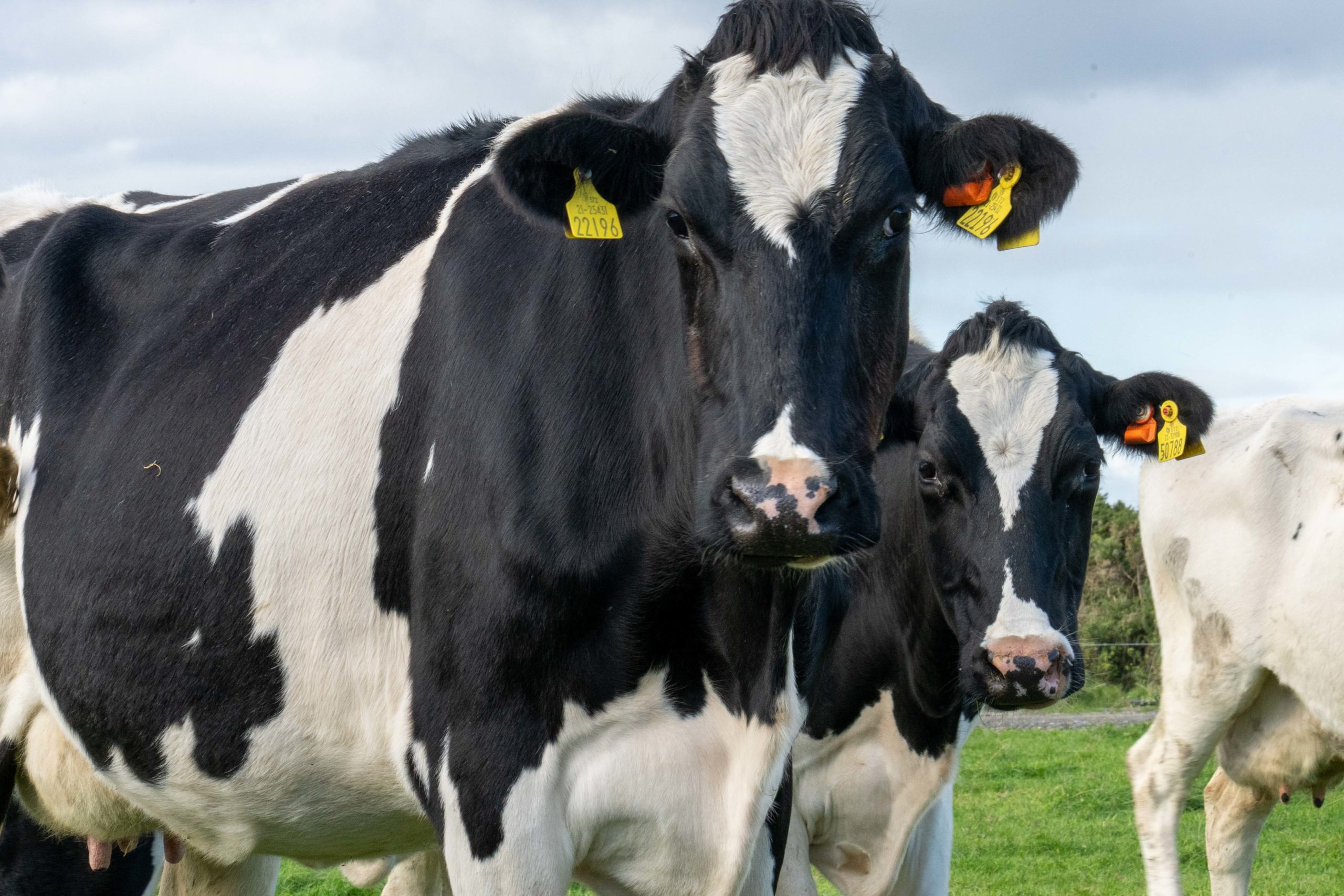 Saving time and money on a 200-cow Wexford farm - Agriland.ie