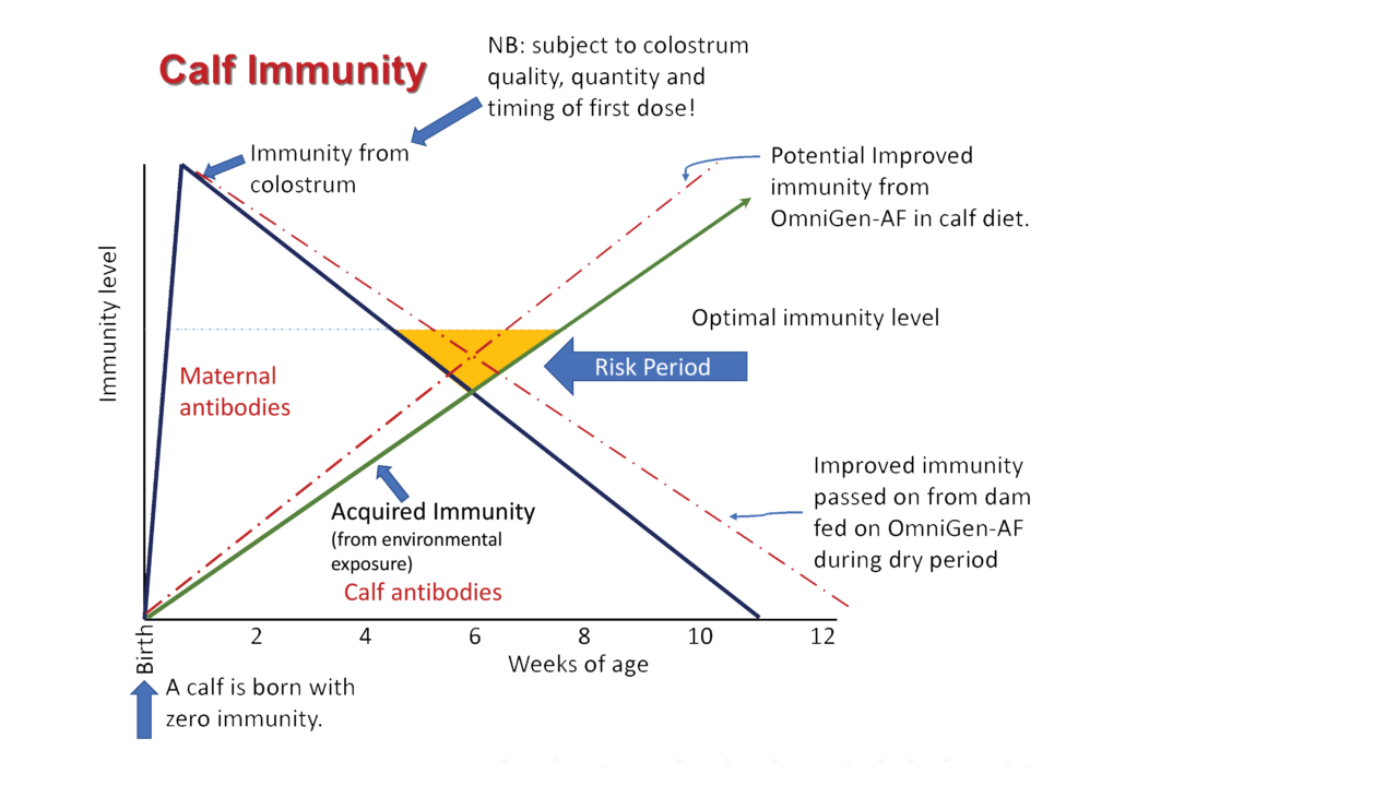 Maintaining calf health and improving immunity - Agriland.ie