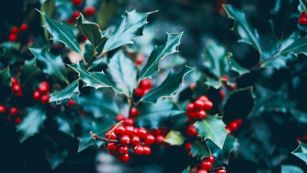 Holly is one of Ireland's most familiar native trees - Agriland.ie