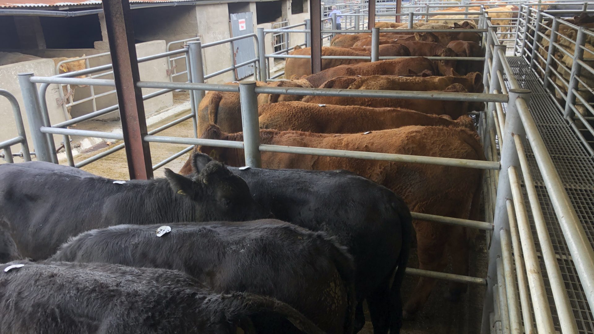 Beef trade: 2021 ends with cattle price at an 8-year high - Agriland.ie